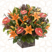 Daisy’s Florist - full service florist in Toowong and Indooroopilly